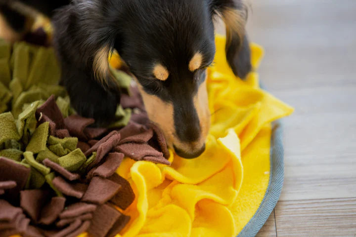 Injoya Sunflower Snuffle Mat - Los Angeles, CA - West Hollywood, CA ...